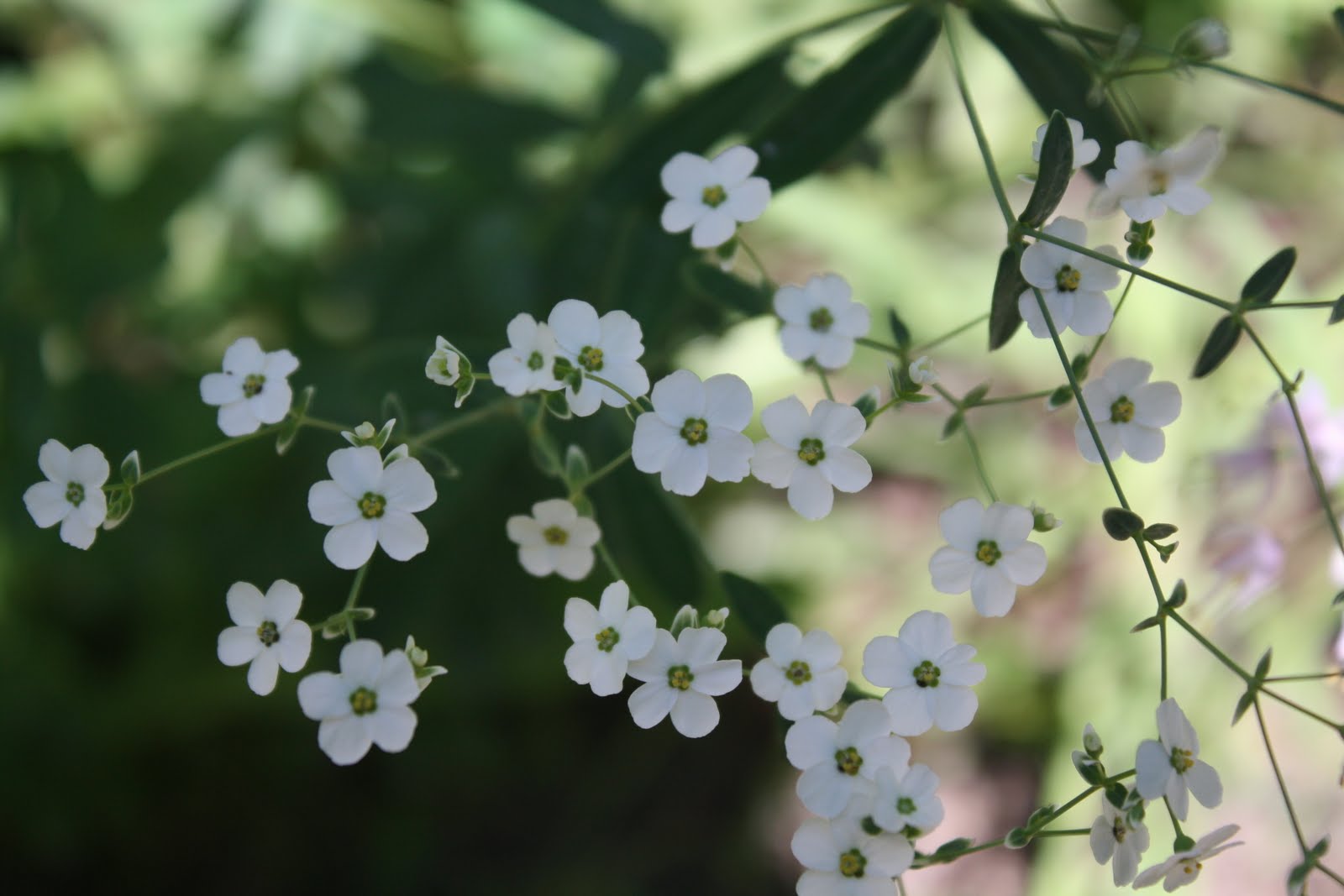MIDWEST GROUNDCOVERS Display Gardens & Plant Trials: 2011