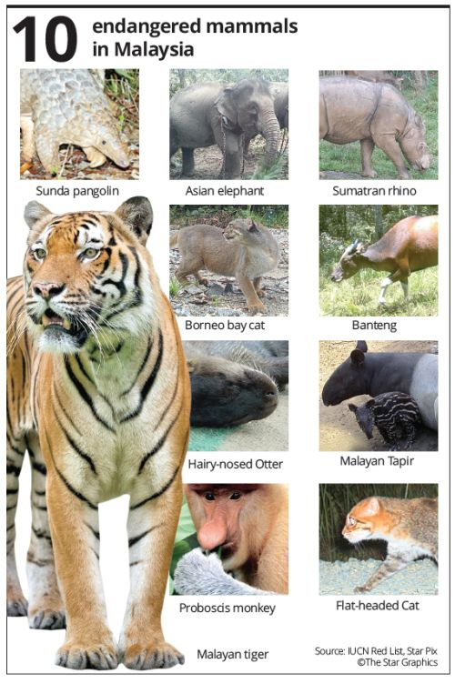 da|NATURALIST: Malaysian mammals face extinction