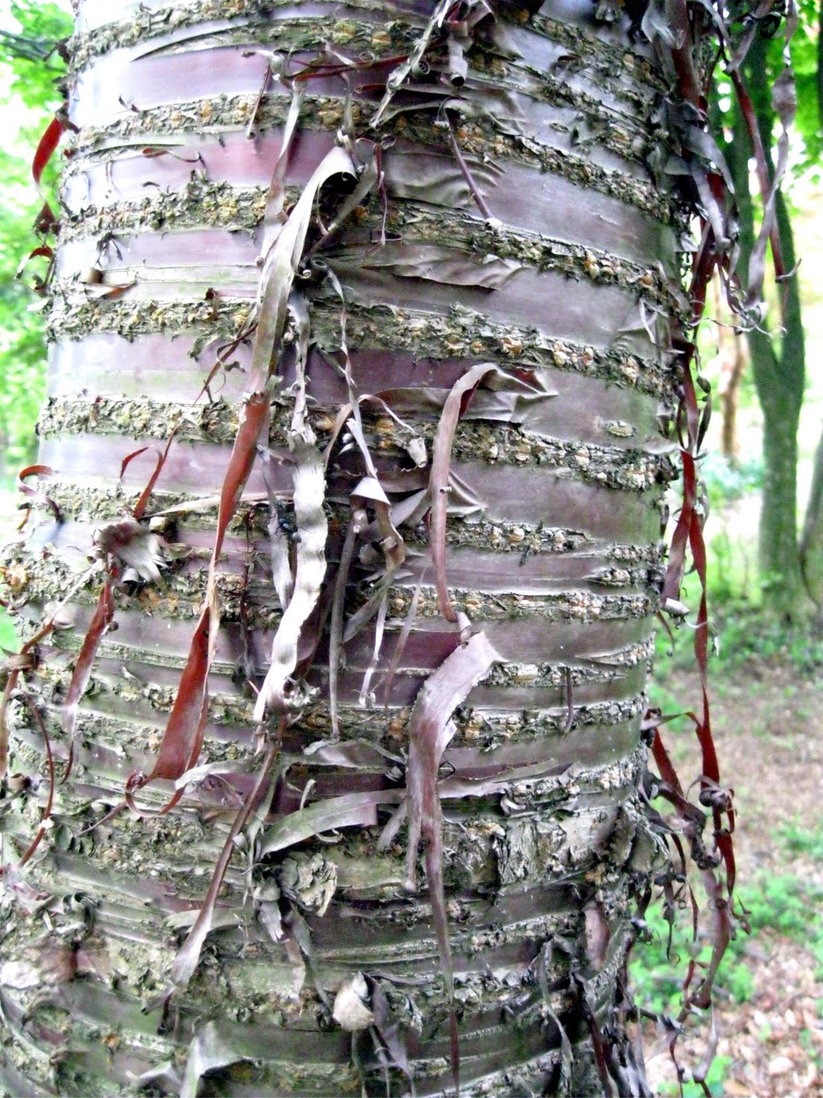1003 Gardens: Pink form of Silverbell, White Fir, Royal Azalea, Fern ...