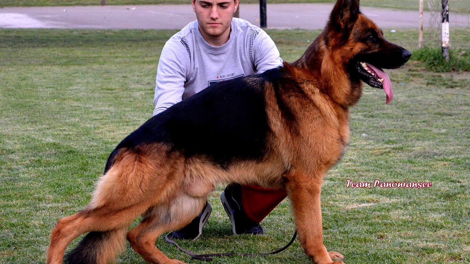 West German Shepherd Puppies For Sale - German Choices