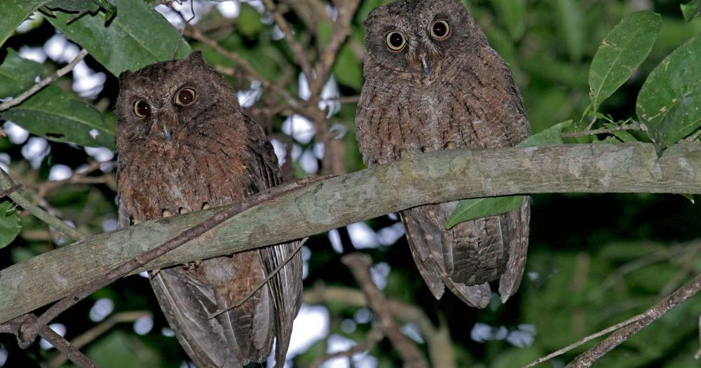 Tierra de lechuzas, búhos, mochuelos, autillos, cárabos: Autillo de la ...