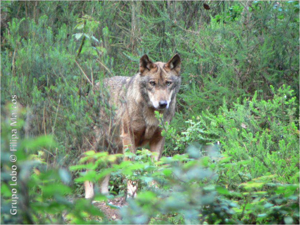 O lobo ibérico: Informações