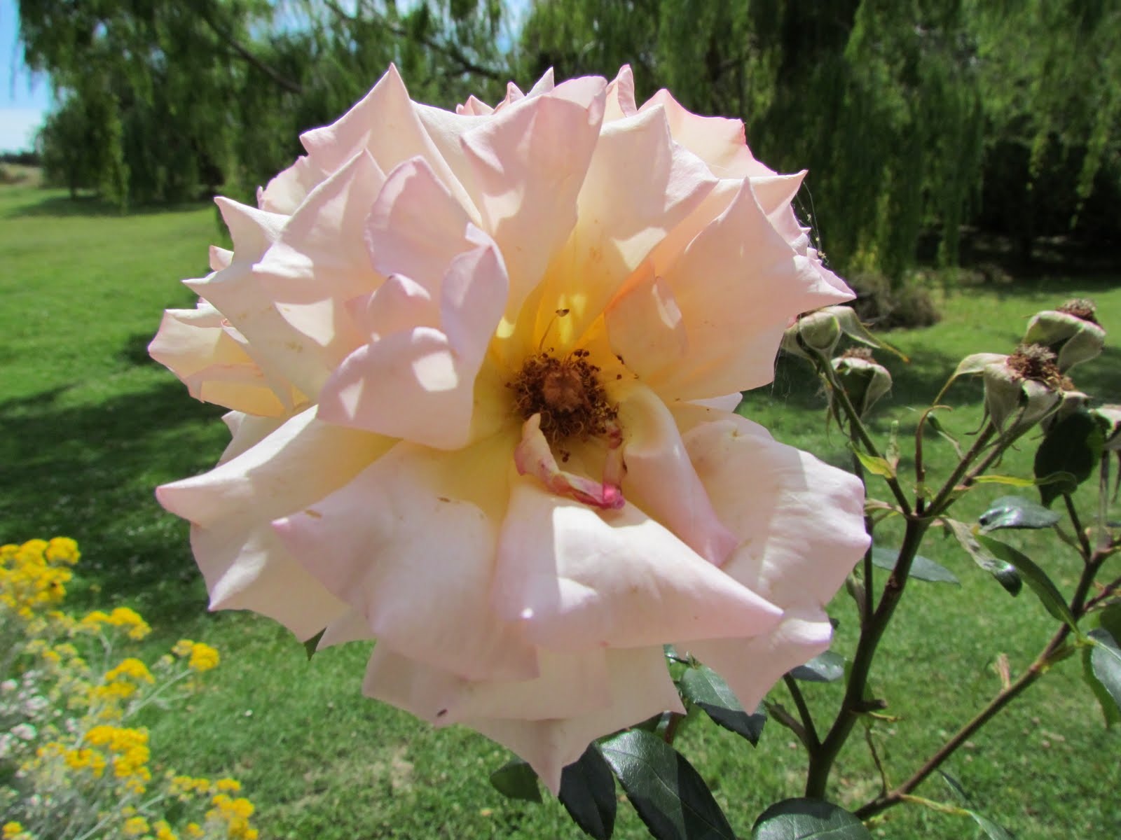 Lady Mondegreen's Secret Garden: They've Slain the Earl of Murray...