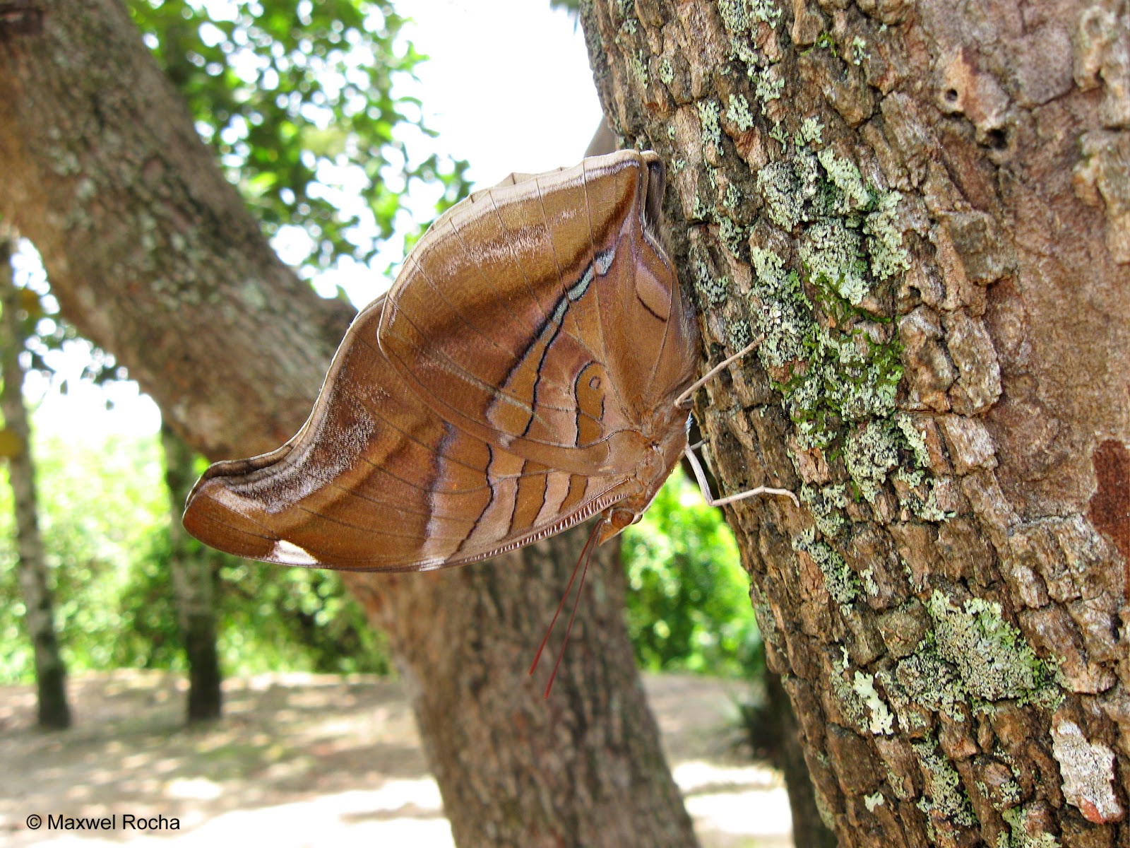 Macrofotografia por Maxwel Rocha: Borboletas e Mariposas