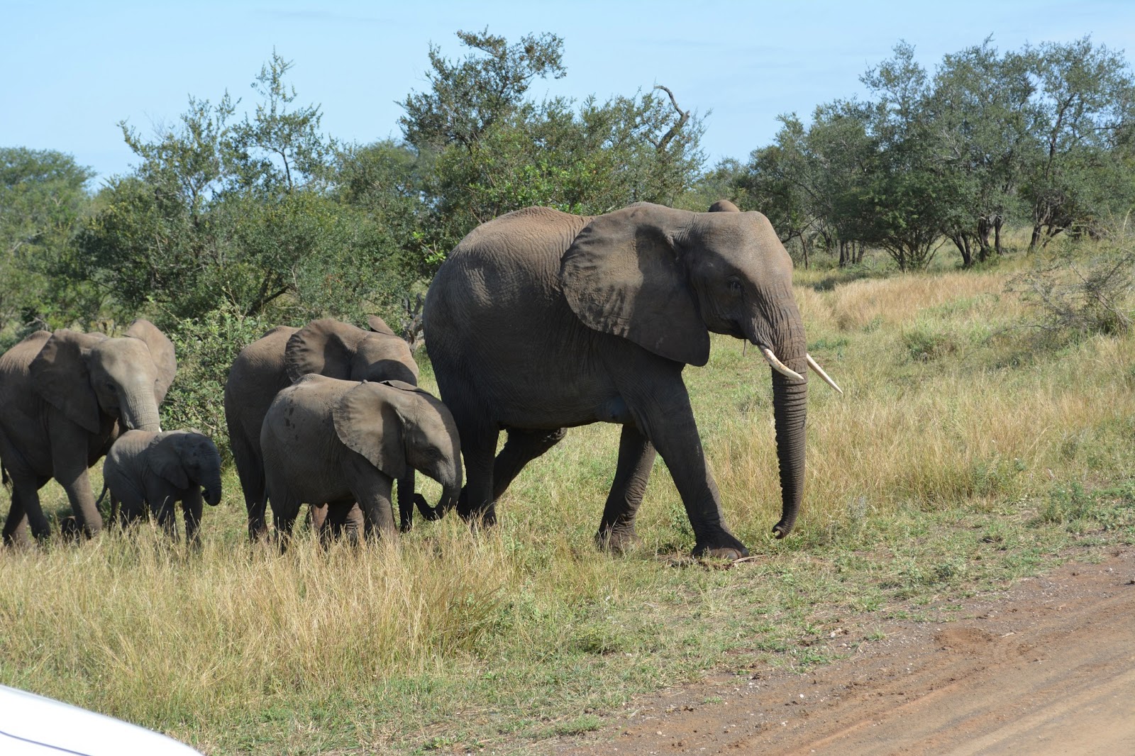 Do I Really Need That Rabies Shot...? : Kruger National Park--> Ha ...