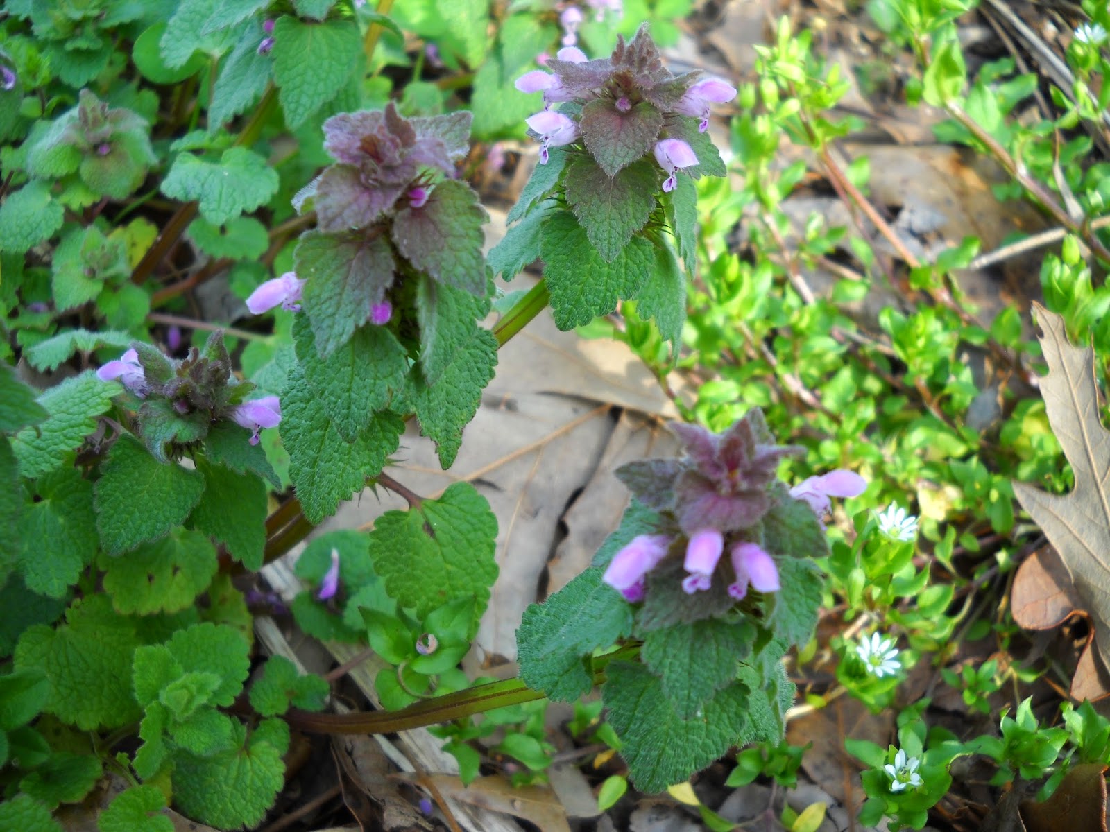 Gold Hill Plant Farm: Henbit, A Winter Weed