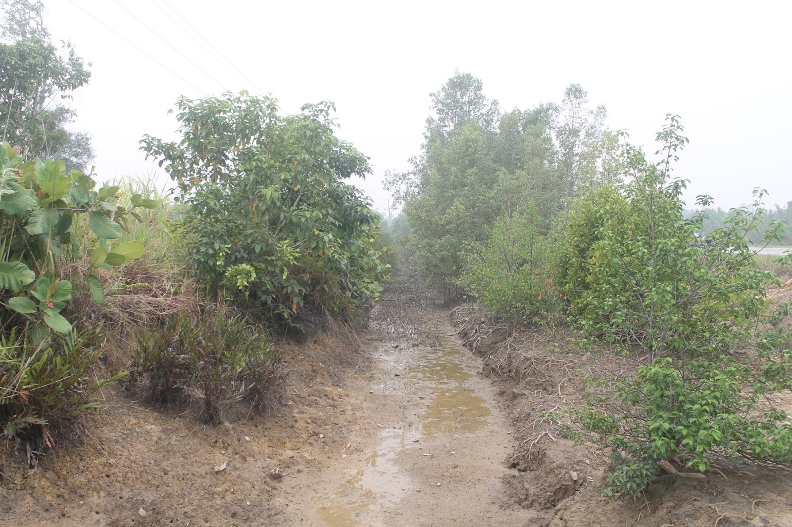 #13 WORDLESS WEDNESDAY - BUNGA,ALUR DAN JALAN - AZLAN RUMADI