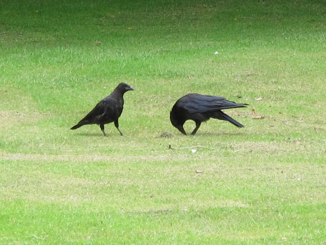 The Rattling Crow: Watch and learn