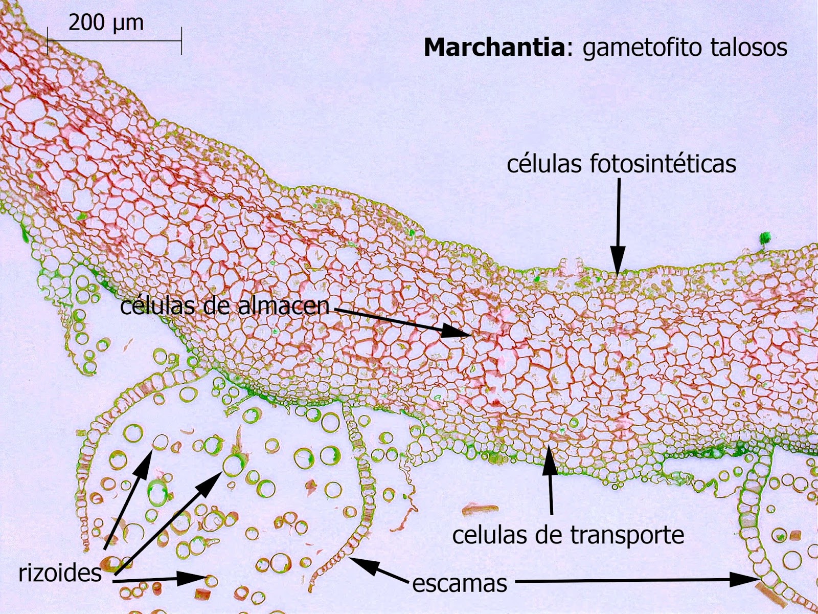Rimega: Revista de Divulgación Científica.
