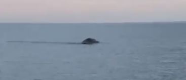 Phantoms and Monsters - Real Eyewitness Cryptid Encounter Reports