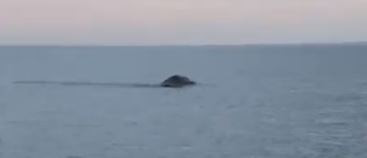 Phantoms and Monsters - Real Eyewitness Cryptid Encounter Reports