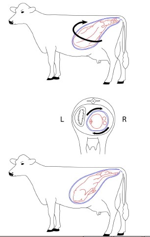 Teknik Operasi Caesar pada Hewan (Bedah Genitalia) - Mydokterhewan