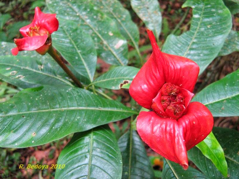 Psychotria Elata or Hookers Lips Flower – Flower That Looks Like Lips
