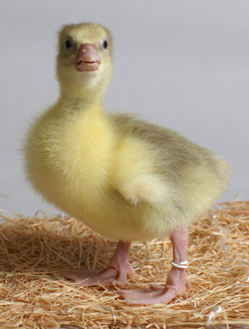 Breed Savers: Sebastopol Geese - The Goose With a Curly "Perm"
