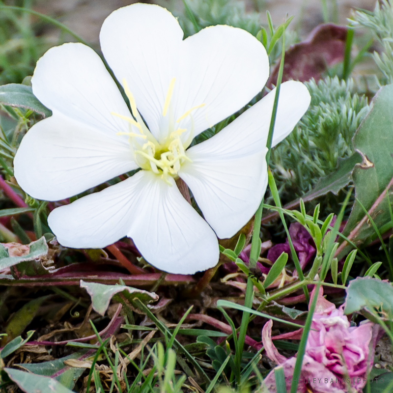 Prairie Wildflowers: Gumbo Evening Primrose at Grasslands Park