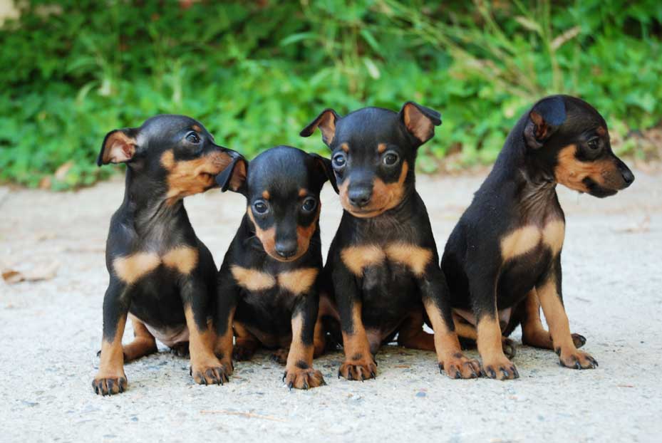 Cachorro Pinscher Características | LiliCatt