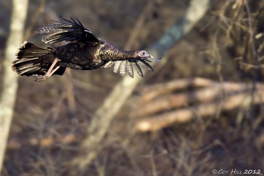 Country Captures: Wild Turkeys on the Wing