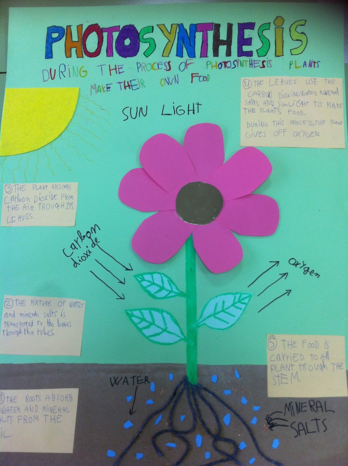 Some of the Projects Class 4 How plants make their own food