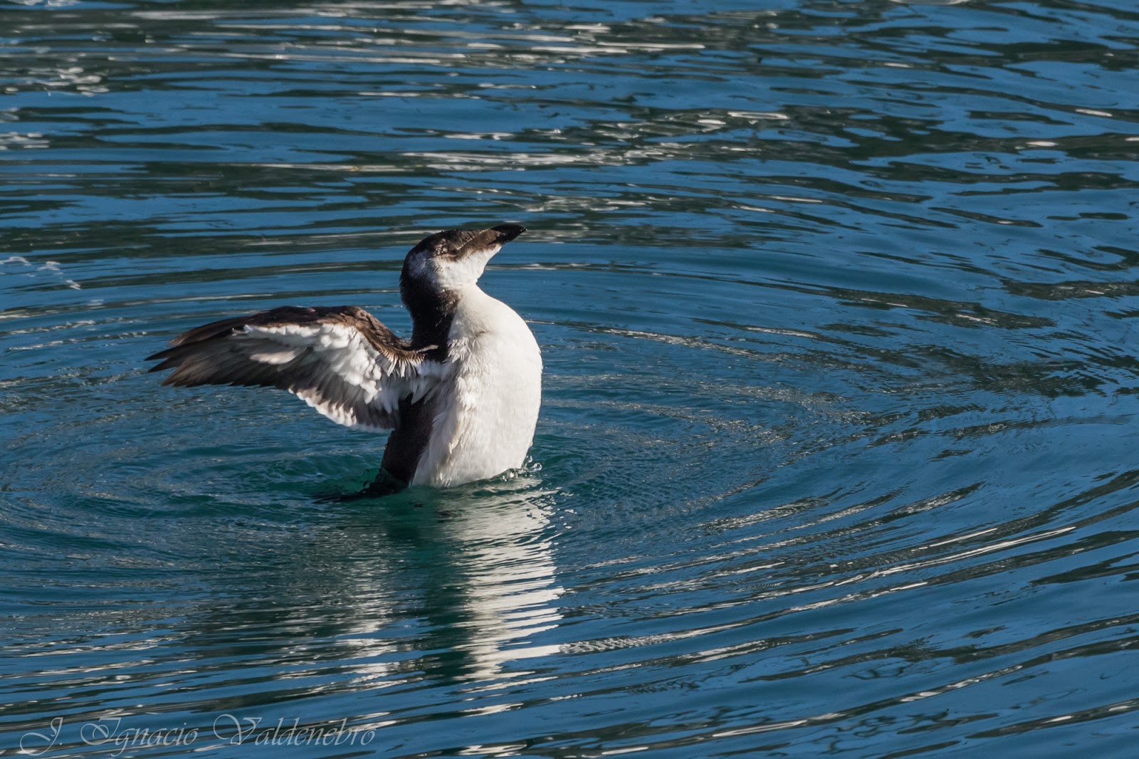 DocNatureBlog: El pingüino europeo. Alca Común (Alca torda). Alca Monxa.