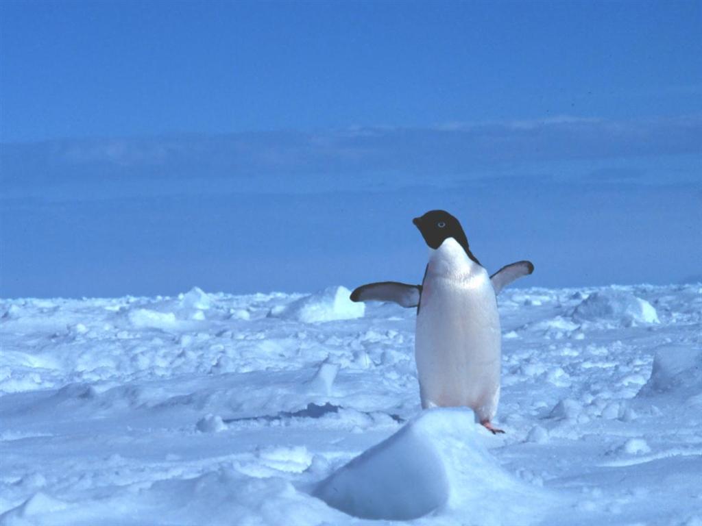 Beautiful penguin pictures | cini clips