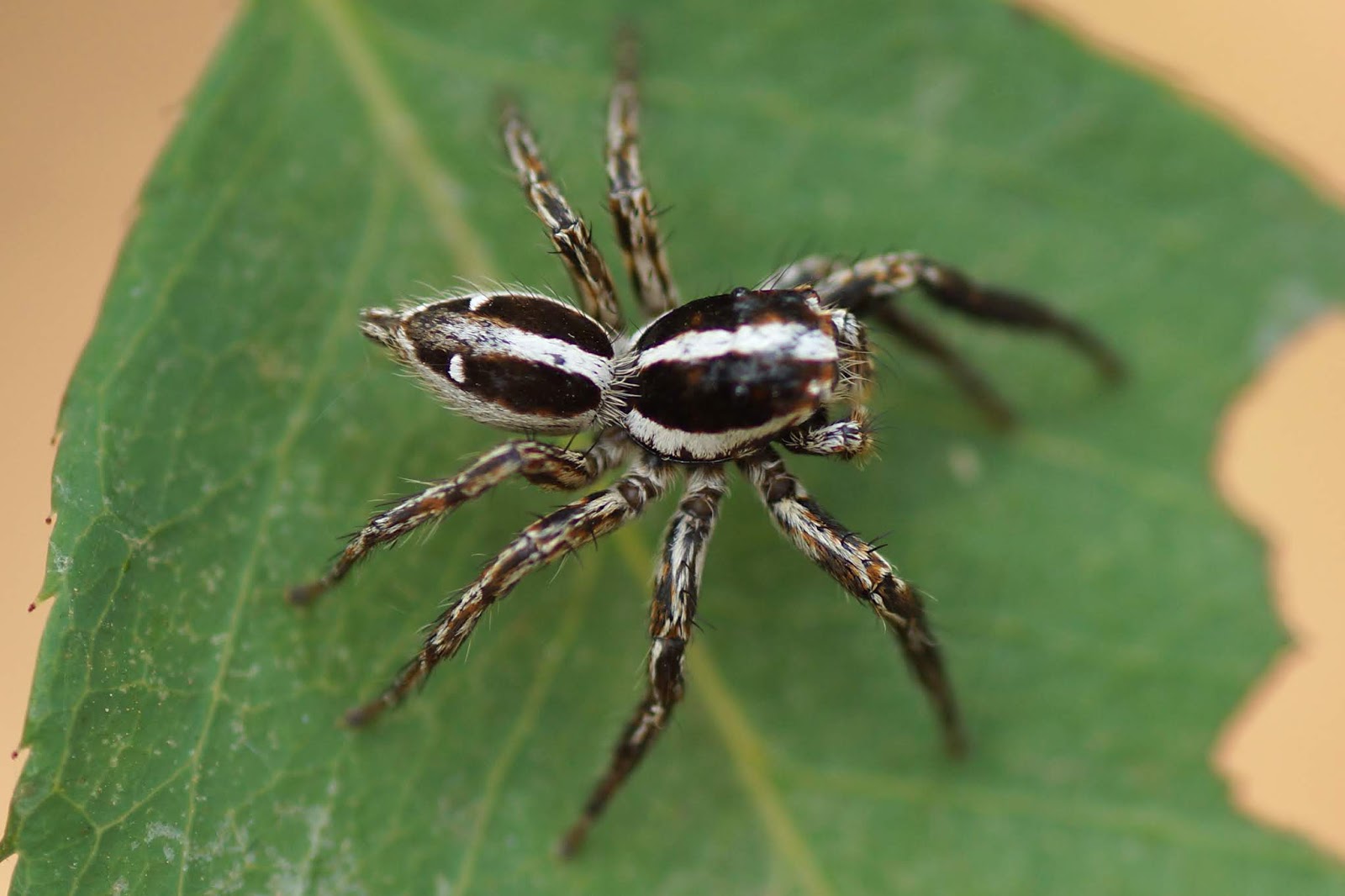 Variety of Life: Salticidae