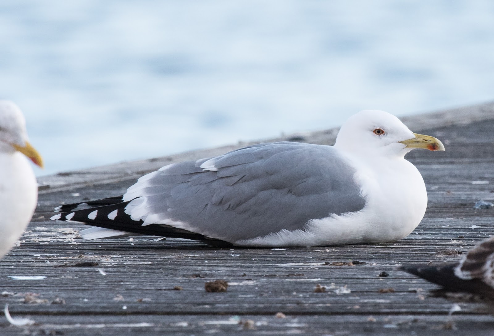 Glamorgan Rarities Committee: Cardiff Bay Gulls