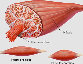 Clasificación de los Músculos