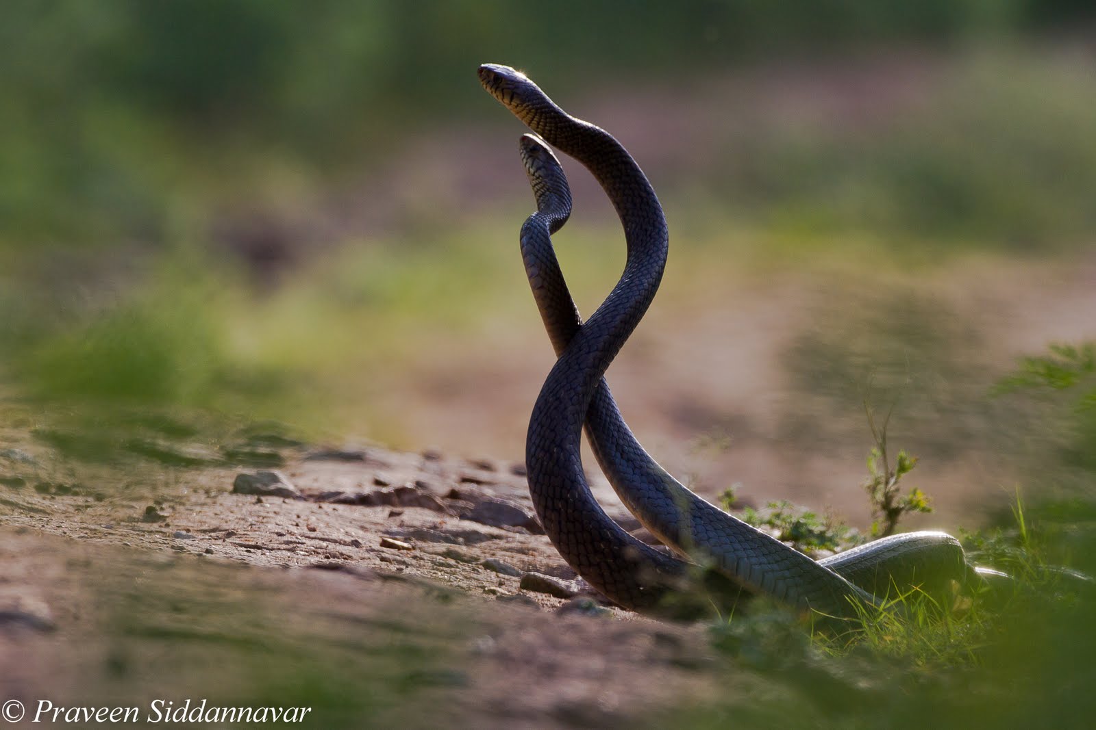 Praveen Siddannavar's Blog: Snake Rituals!