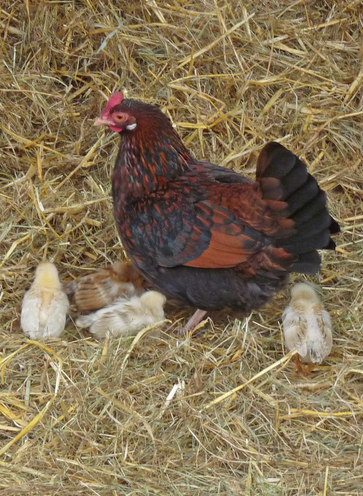 Wild and Wonderful: Seasonal Splash: Hen and Chicks