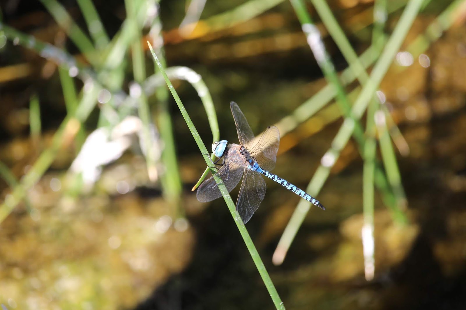 Caminantes del Desierto: LAS LIBÉLULAS DEL RIO LOA