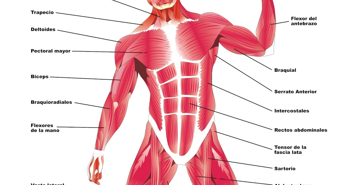 Educación Física ESO - Cristo Rey Talarrubias: PRINCIPALES HUESOS Y ...