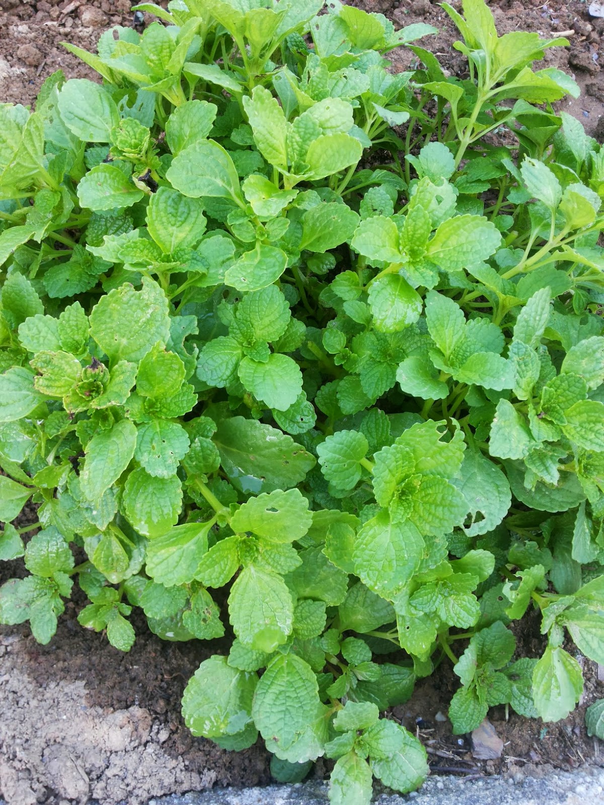 CIKGU LOLITA: MENANAM UBI KEMILI