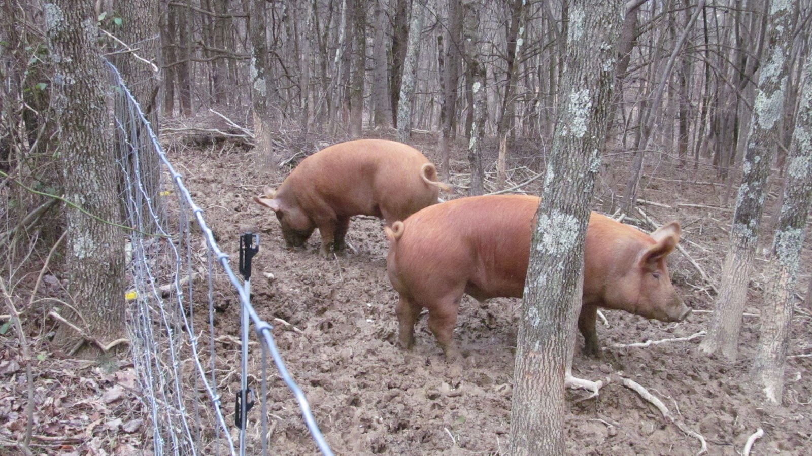 Ohiofarmgirl's Adventures In The Good Land: That's a Long Pig