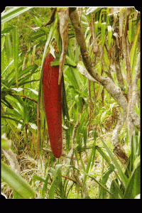 Kasiat dan kandungan buah merah | tips sehat Dan resep masakan
