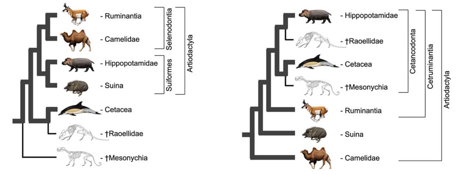 Catalogue of Organisms: Where Do You Put Your Camels?