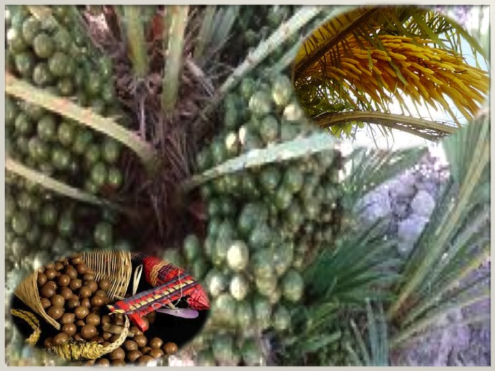 PAPÁBETO y CUCÚ: FRUTAS 05 FRUTAS MEXICANAS: Postres prehispánicos