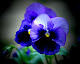 Andover Public Library Blog: Sunflower eLibrary: Your ticket to library ...