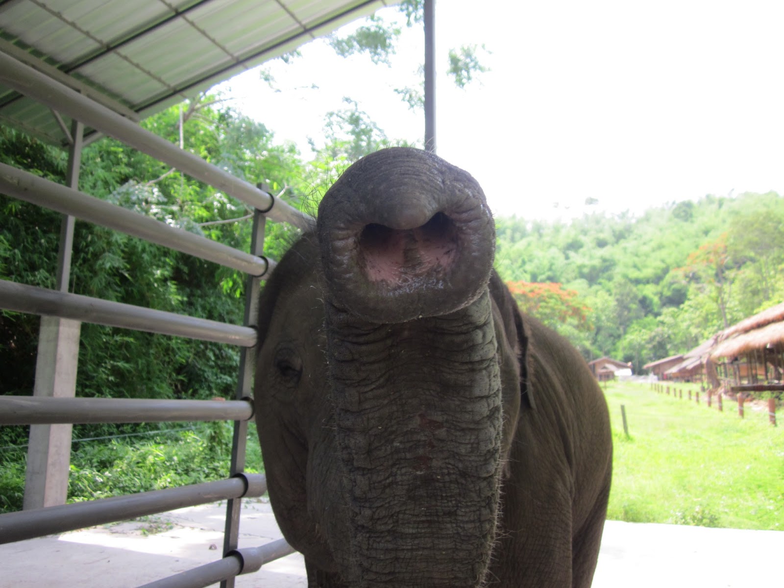 Think Elephants International: Junk in the Trunk