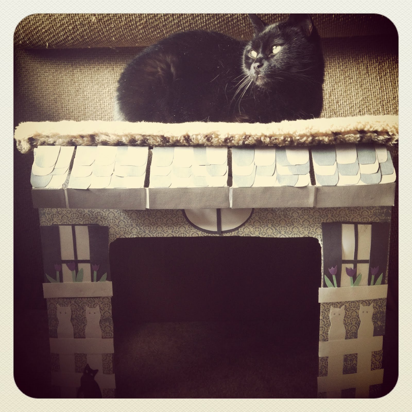 Catsparella: Extreme Makeover: Cardboard Box Edition