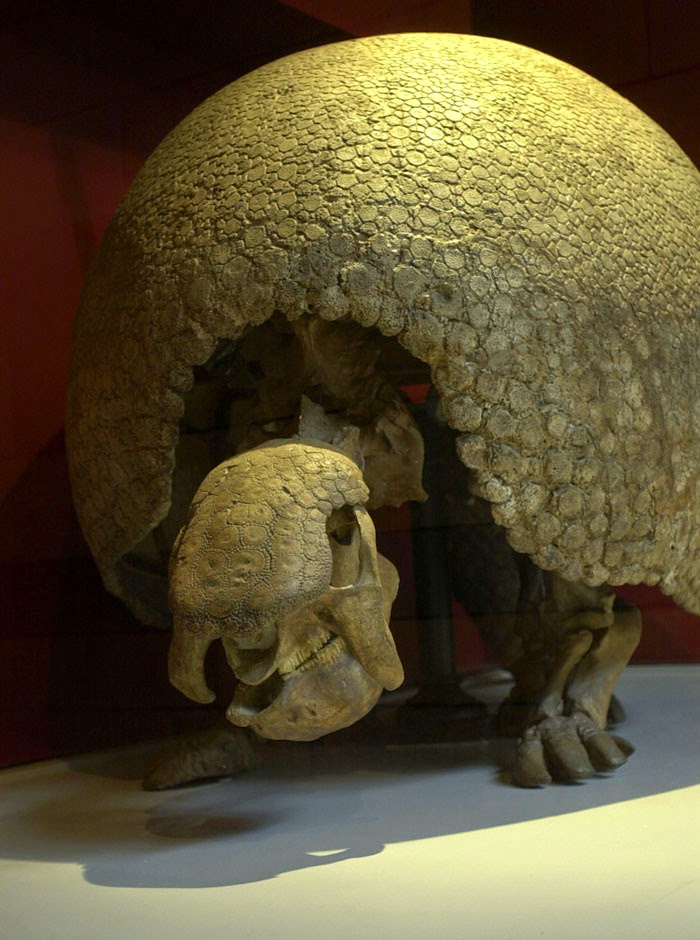 Gliptodonte (Glyptodon)