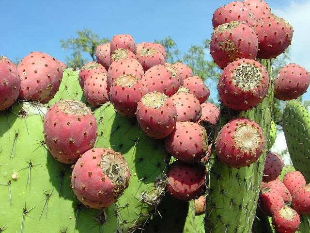 MICHEL DE GEOFROY: How to Make Colonche
