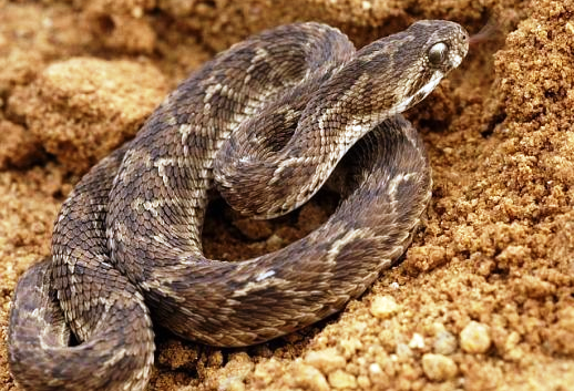 EKOGEO: JENIS-JENIS ULAR BERBISA SUKU VIPERIDAE DI INDONESIA