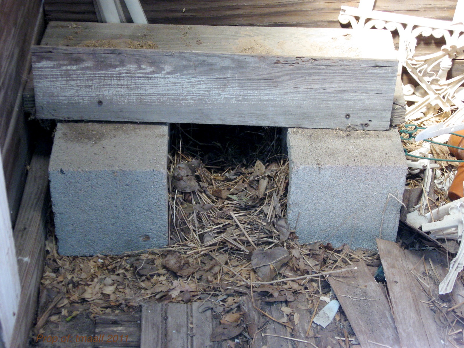 Two Men and a Little Farm: NESTS AND NATURE