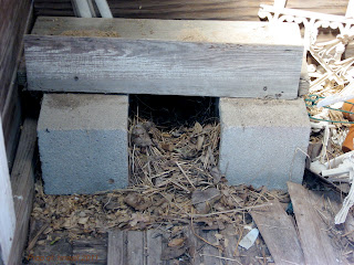 Two Men and a Little Farm: NESTS AND NATURE