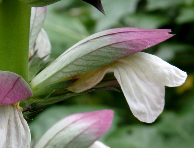 EL ACANTO (Acanthus mollis)