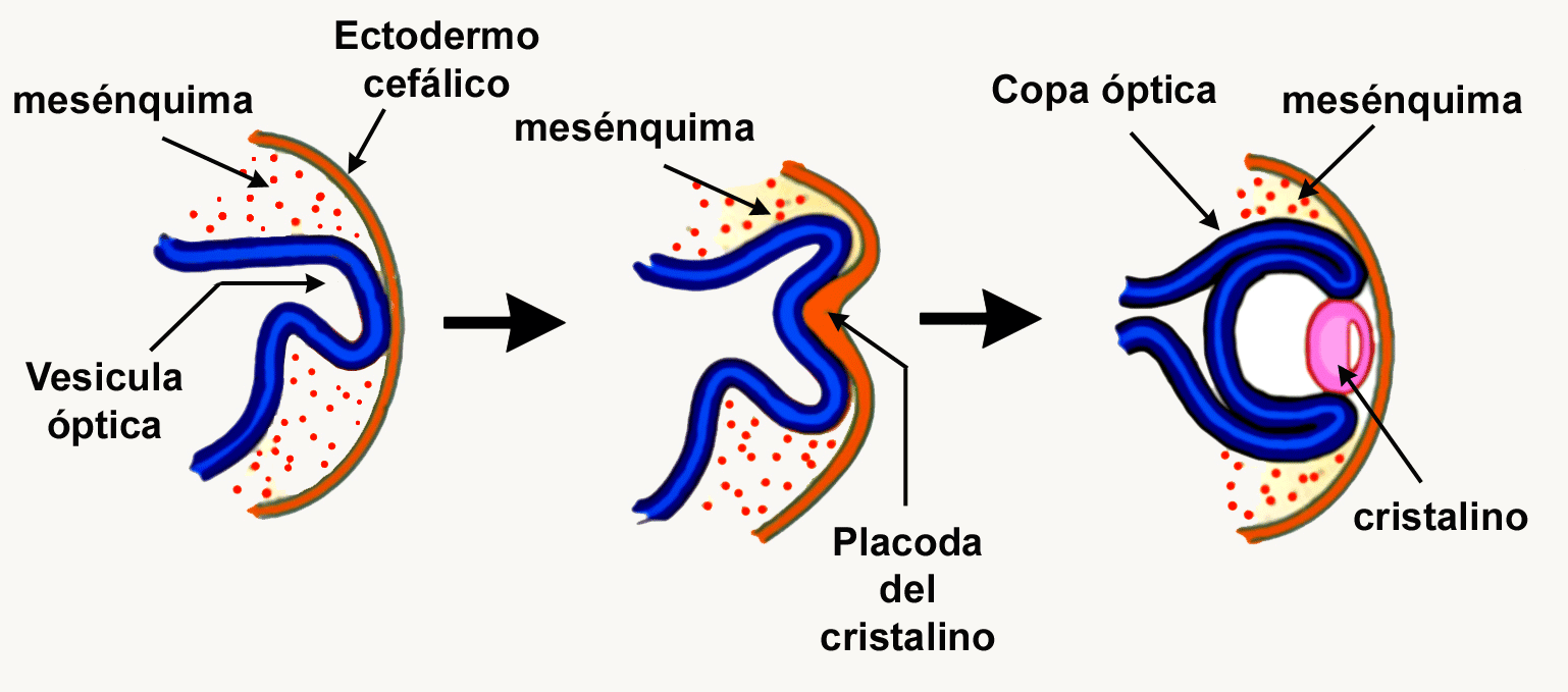 magaorigen: DESARROLLO EMBRIONARIO DEL SISTEMA NERVIOSO