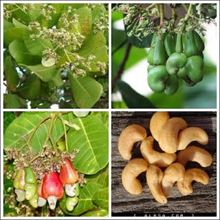 Blog Cikgu ERT: Kekacang