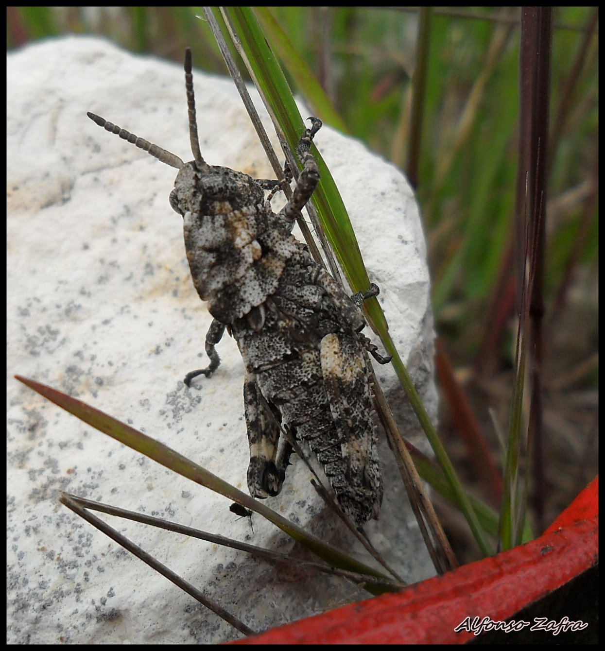 Amig@ de la tierra: Insecticidas naturales para las plantas
