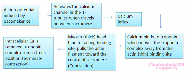 Study Pack: Cardiac Muscles and Calcium Channel Blockers
