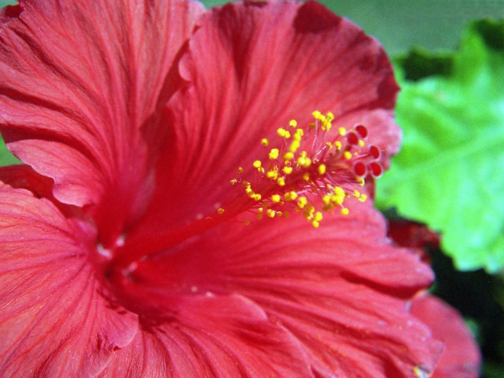 Hibiscus Flower Collections